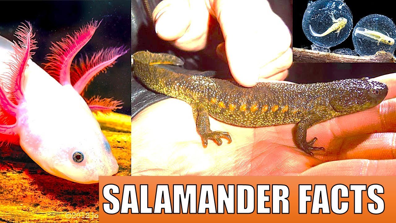 INTERESTING FACTS ABOUT SALAMANDERS