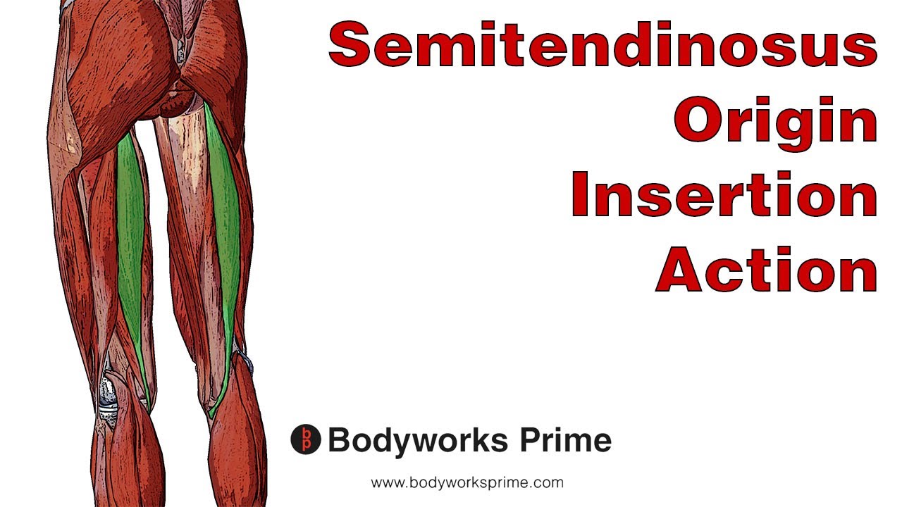 Semitendinosus Anatomy: Origin, Insertion & Action