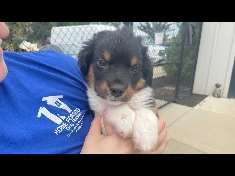 Jordan’s Way Tour headed to local animal rescue in Aiken to fundraise