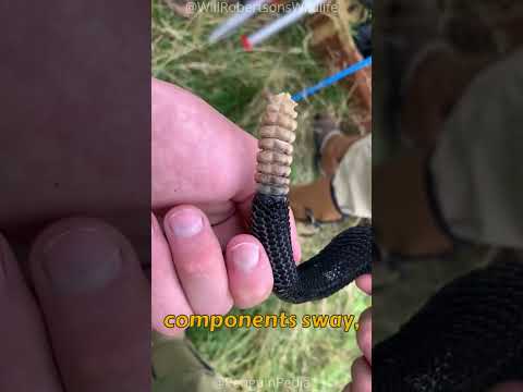How Do Rattlesnakes Rattle: The Rattlesnakes! Or NopeRope ππ