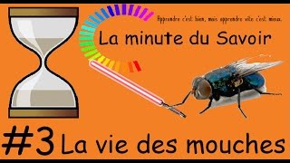 Que mange une mouche ? Tout savoir sur leur régime alimentaire