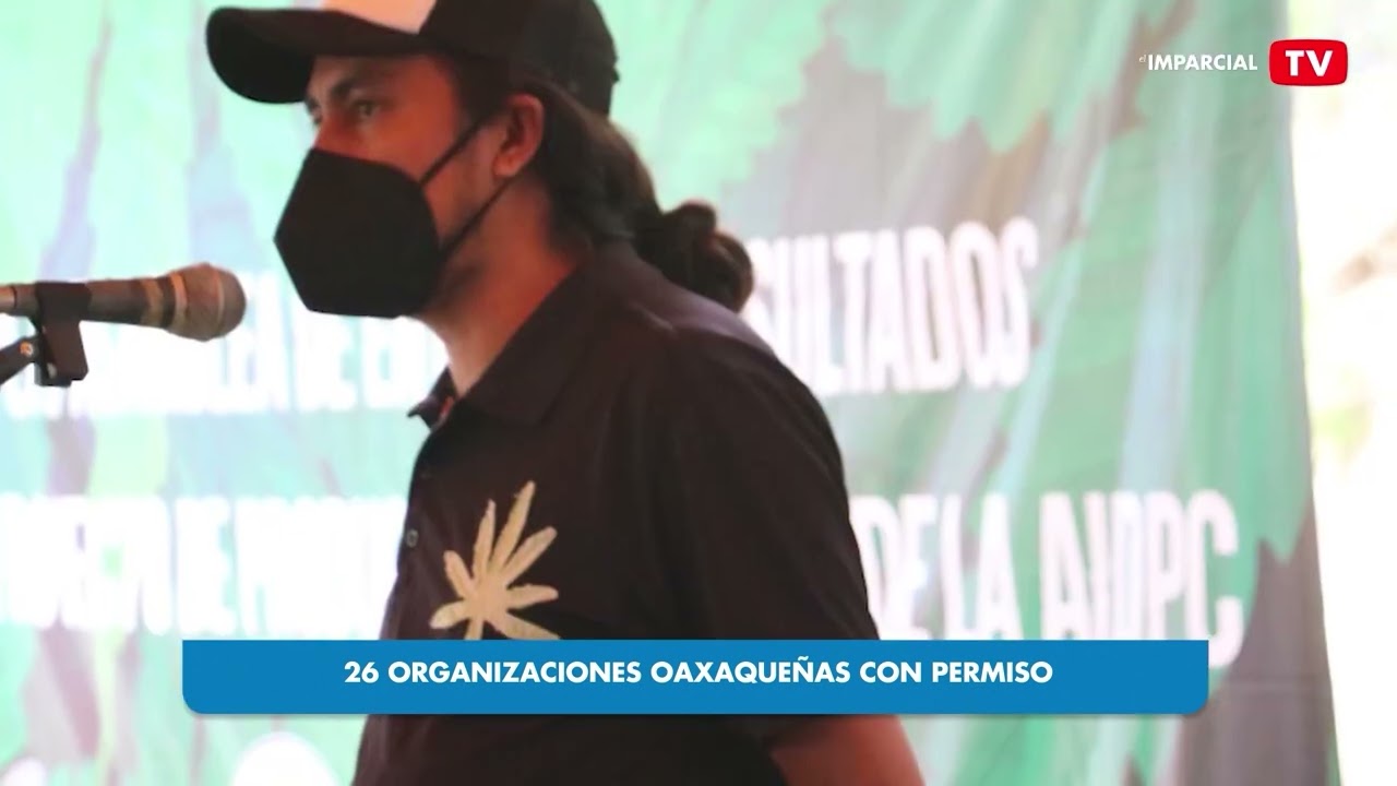 Marihuana en Oaxaca
