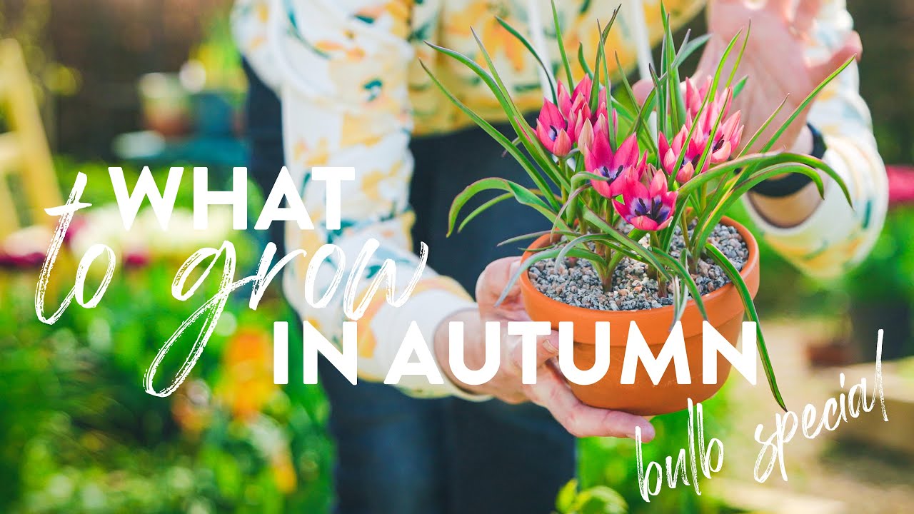 The Best Spring Bulbs to Plant!
