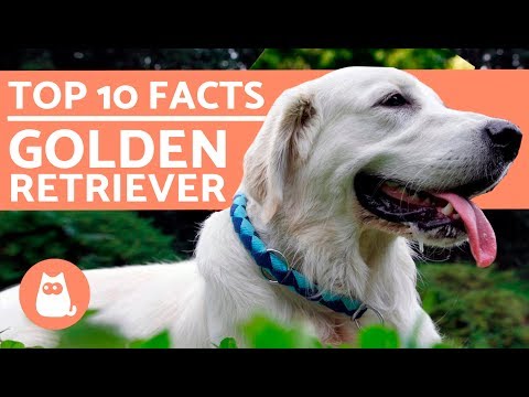 What to Know About Golden Retrievers - Top 10 Facts