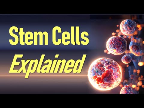 What are STEM CELLS? And what can they do?
