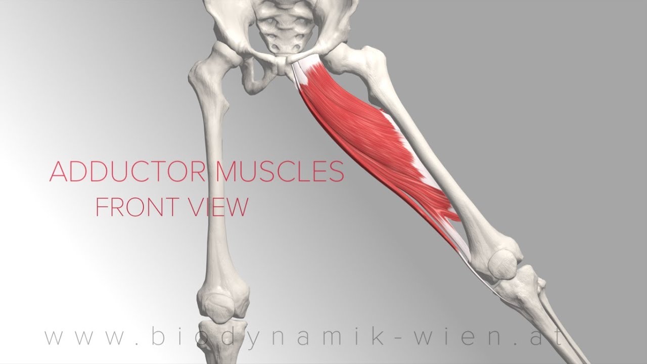 Adductor Muscles (3D Animation)  (Front View)