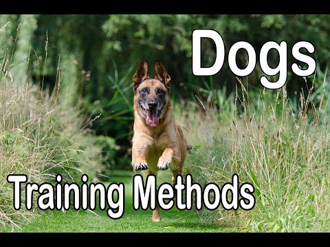 Why difference training techniques work for dogs