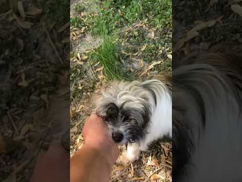 Maltipoms !!! #maltipom #maltese #workinglinek9 #animals #pets