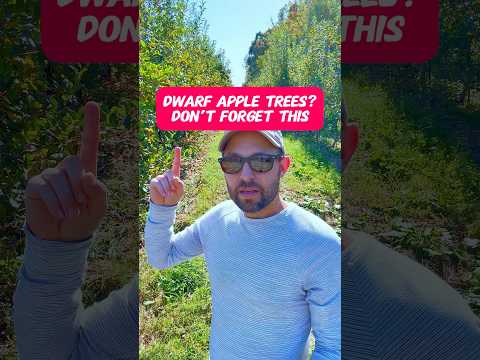 Don’t Forget This With Dwarf Apple Trees #shorts #fruittrees #orchard #gardening #fruittree #fruit