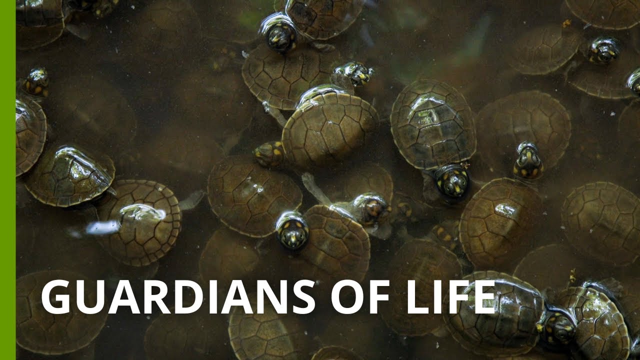 Riverine communities join forces to preserve threatened Amazon turtles