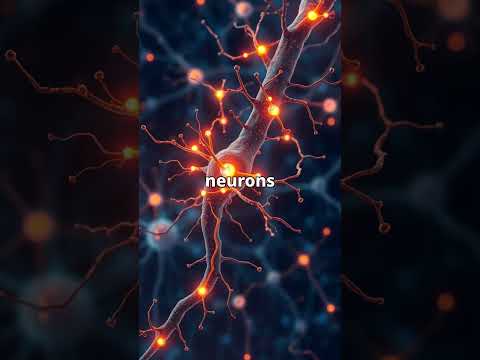 The Incredible Role of Synapses
