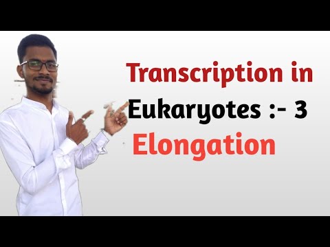 Transcription in eukaryotes | elongation of eukaryotic DNA transcription 3