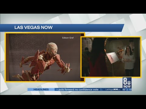 A look inside the real bodies exhibit