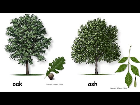 American Sign Language ASL Video Dictionary - ash