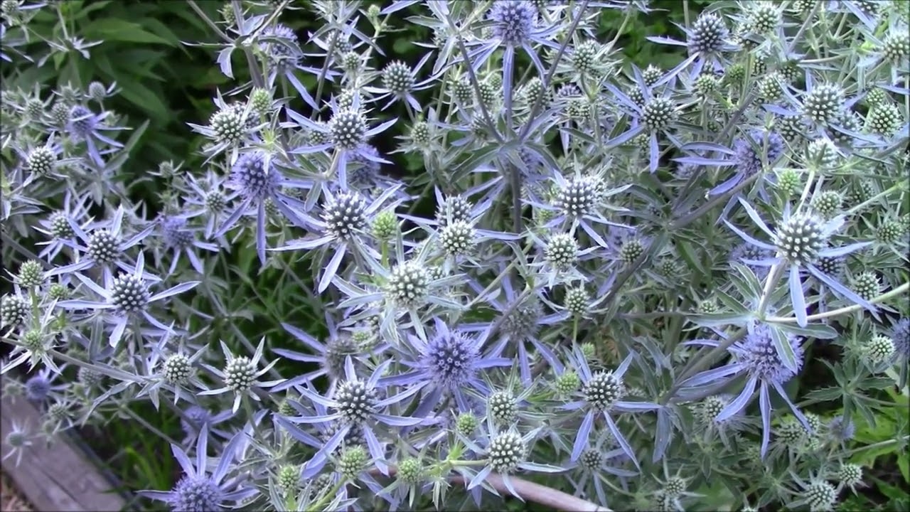 SEA HOLLY (Eryngium planum) You need this in your 2024 Pollinator Garden @CEGNatives