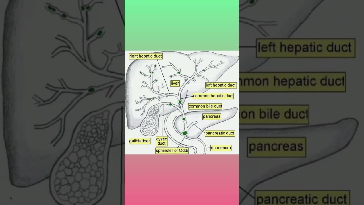 Structure Of Liver | Hand made
