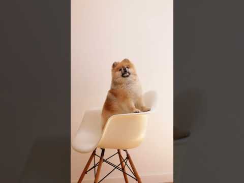 cutest dogs in the world videos- cutest dog breeds in the world #39