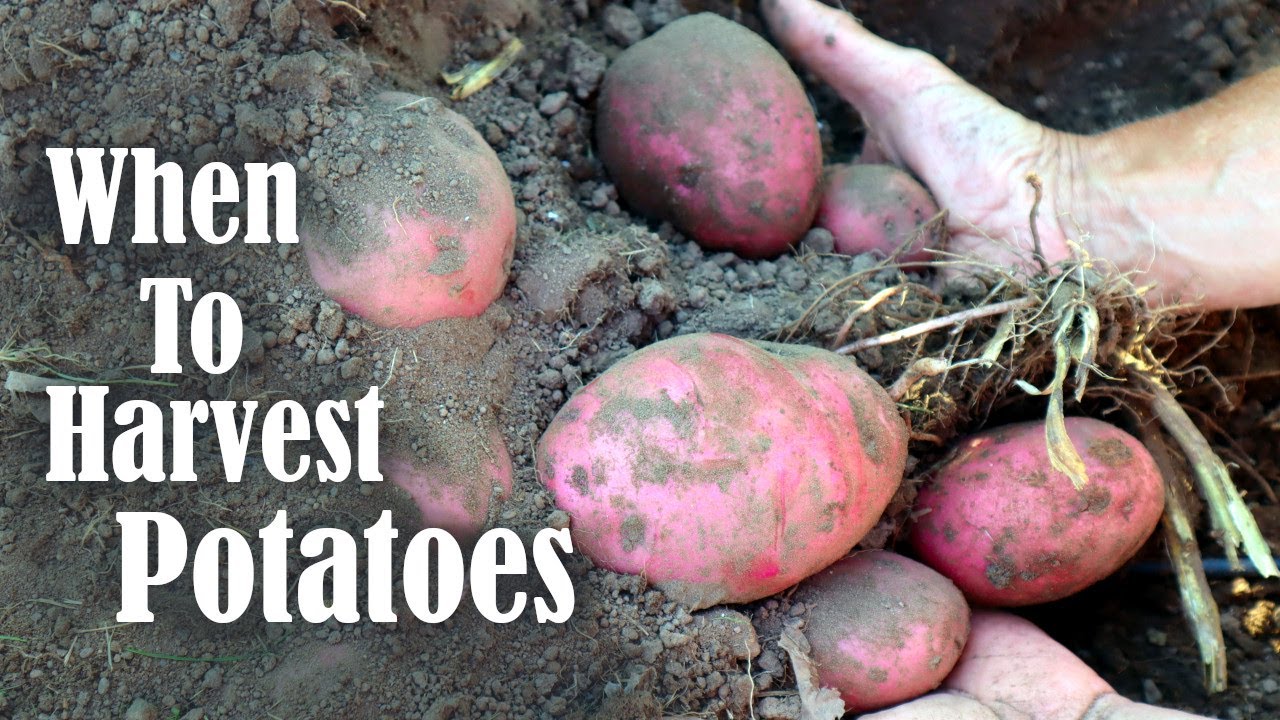 How to Harvest, Cure, and Store Potatoes