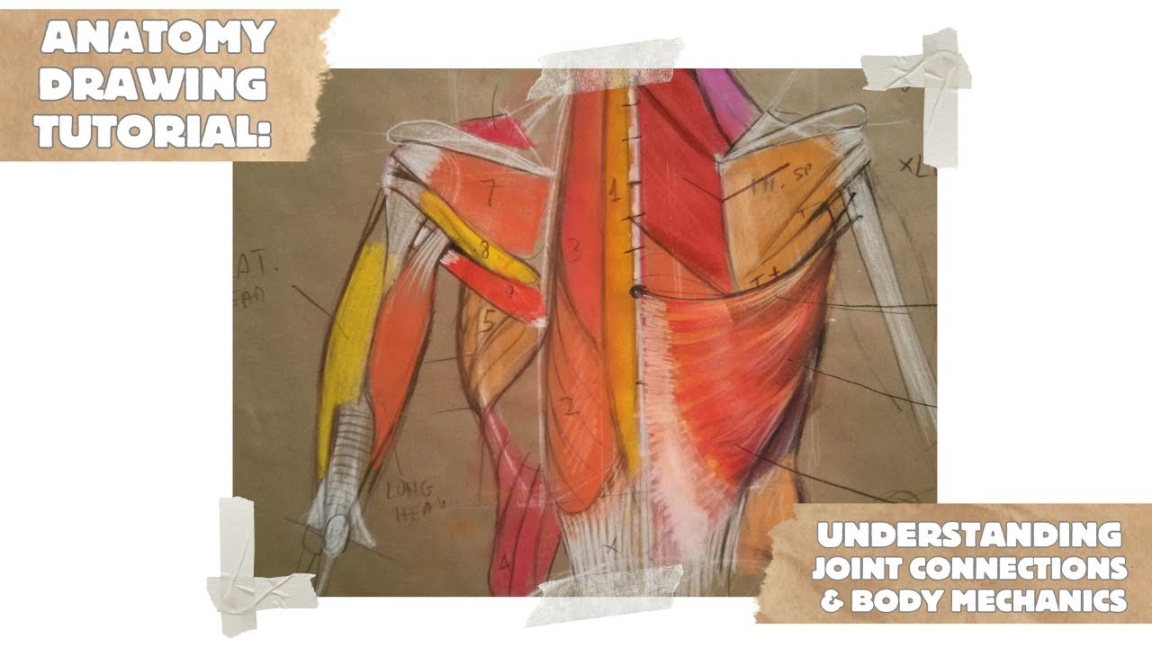 Anatomy Drawing tutorial: Understanding Joint Connections and Body Mechanics
