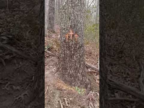 💥3 CROSSES ✝️✝️✝️ CARVED IN AN OLD OAK TREE💥 #trees#carving #crosses#naturesbeauty#woods #handcarved