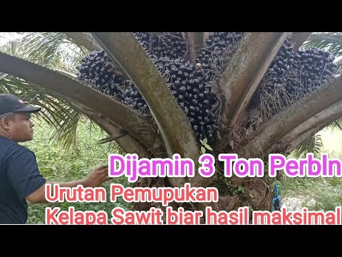 urutan pemupukan kelapa sawit biar berbuah besar oil palm fertilization sequence
