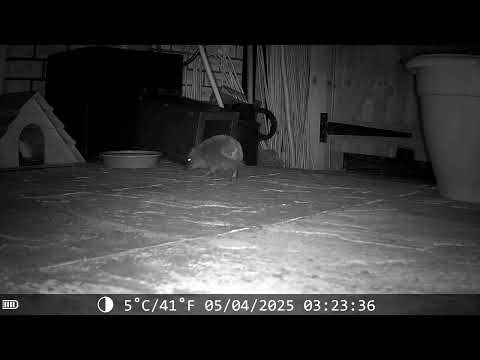 2025 04 05 – Peter Ball is blogging