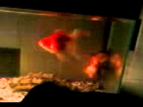 Goldfish sound like there talkin to eachother