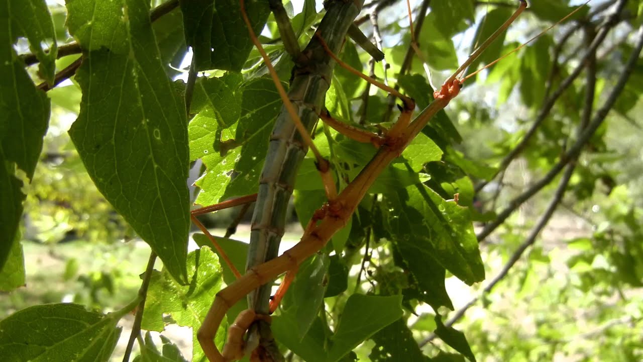 walking sticks mating