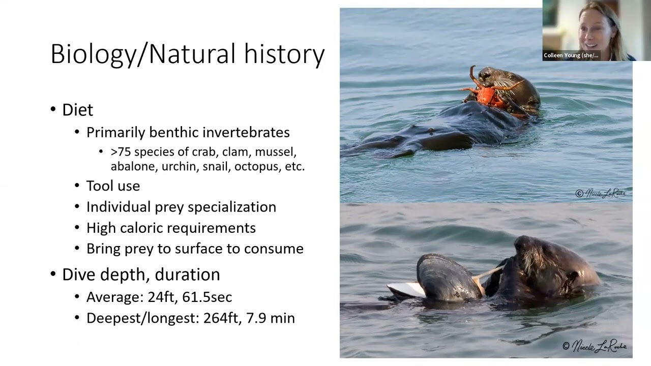 Discover the Southern Sea Otters with CDFW Marine Biologist Colleen Young!