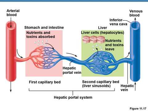 Topic 11c Cardiovascular System- Dr. Basu's Easy Anatomy & Physiology Lecture