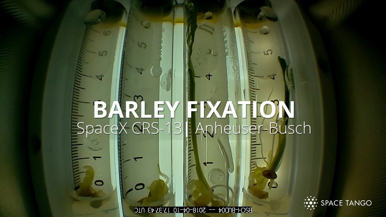 Barley Fixation in Microgravity