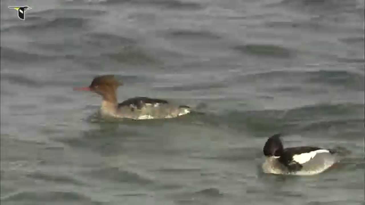 Red-breasted Merganser pair