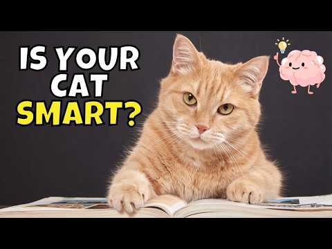 How to Test Your Cat’s Intelligence (How Smart Are Cats?)