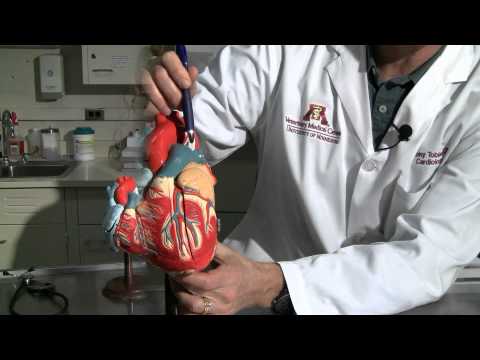 Veterinary Cardiology