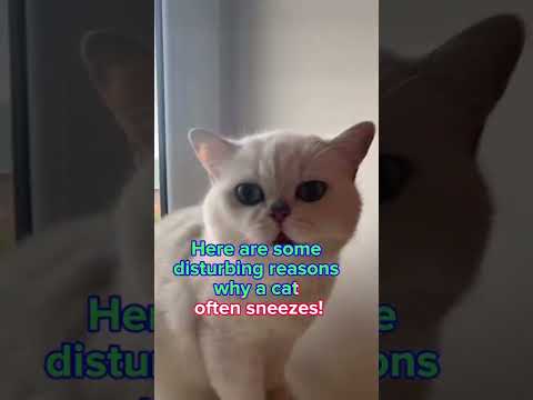 Here are some disturbing reasons why a cat often sneezes. #cats #shorts
