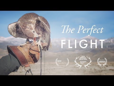 The Perfect Flight