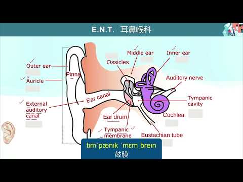 Anatomy of the ear for medical students