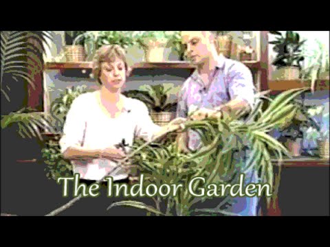 Help My Dracaena Warneckei; With an Easy Non-chemical Way to Treat Fungal Disease Symptoms