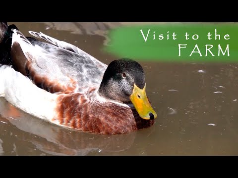 Visit to the farm
