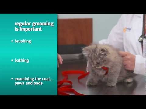Banfield Pet Hospital - Preventive Care for Kittens