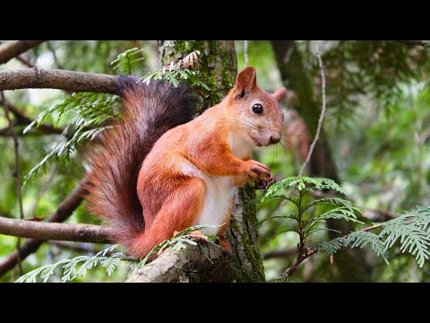The Story of Squirrels: Bushy Tails and Tree Trails