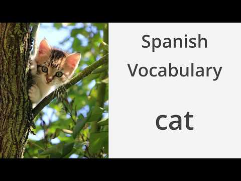 How to say "Cat" in Spanish