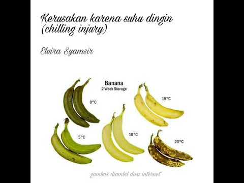Kerusakan Karena Suhu Dingin (Chilling Injury)