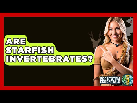 Are Starfish Invertebrates? - Ecosystem Essentials