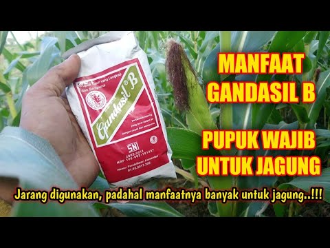Manfaat GANDASIL B untuk tanaman jagung