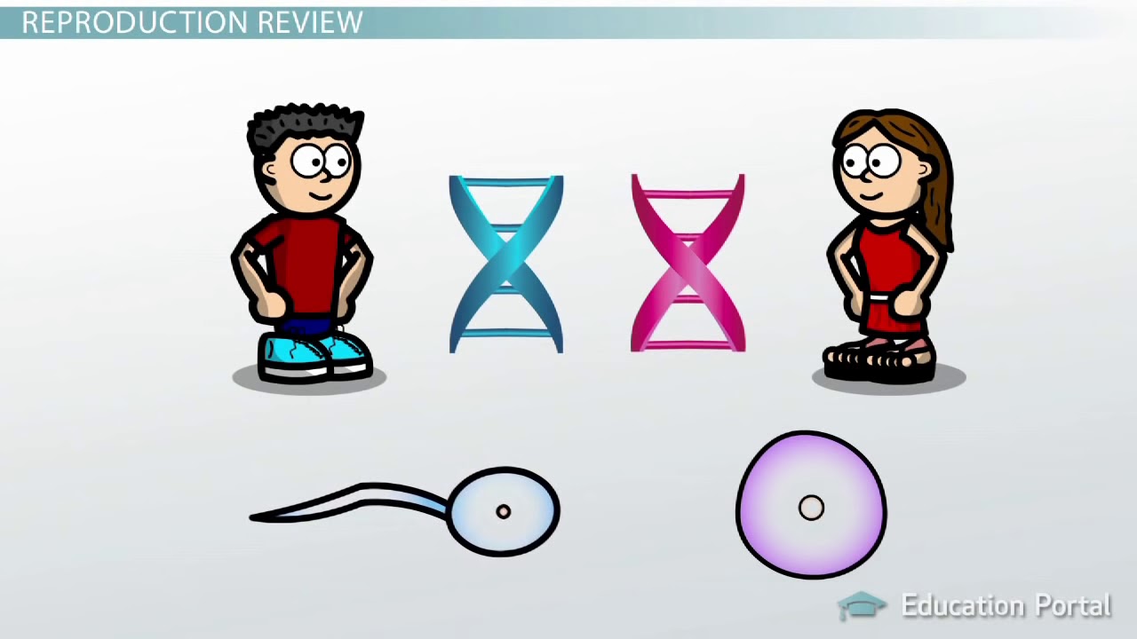 Male Reproductive System: Functions, Organs and Anatomy
