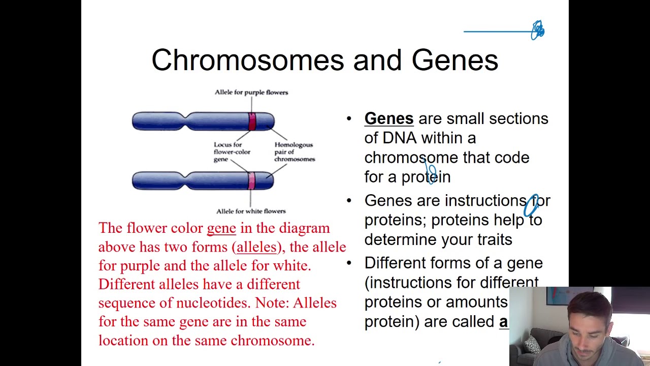 Understanding Genetics: An Introduction to Heredity and Traits | Galaxy.ai