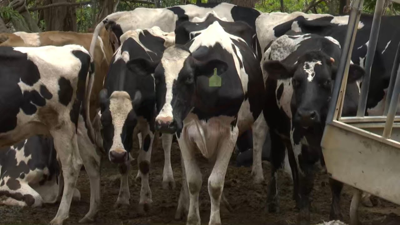 Farmers get advice on boosting milk production
