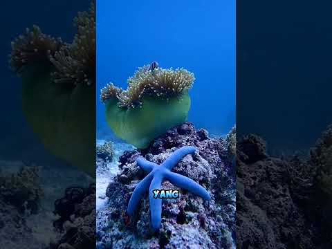 ada patrick si bintang laut #hewanlaut #hewanunik #hewanlucu #viralshorts #patrickstar #spongebob