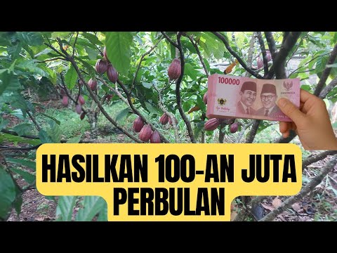 100 POHON KAKAO BISA BIKIN PUNYA PENGHASILAN TETAP 1 HEKTAR HASILKAN RATUSAN JUTA PERBULAN
